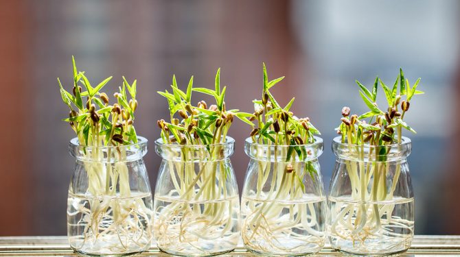 Germinados orgánicos: cómo cultivarlos paso a paso