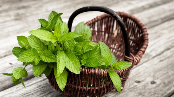 Hierbabuena: pon esta hierba a tu favor, conoce sus beneficios