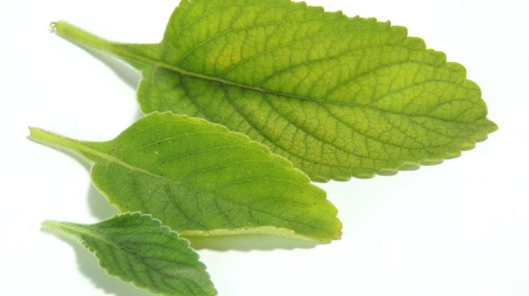 22 beneficios del té de boldo realmente increíbles y que debes aprovechar