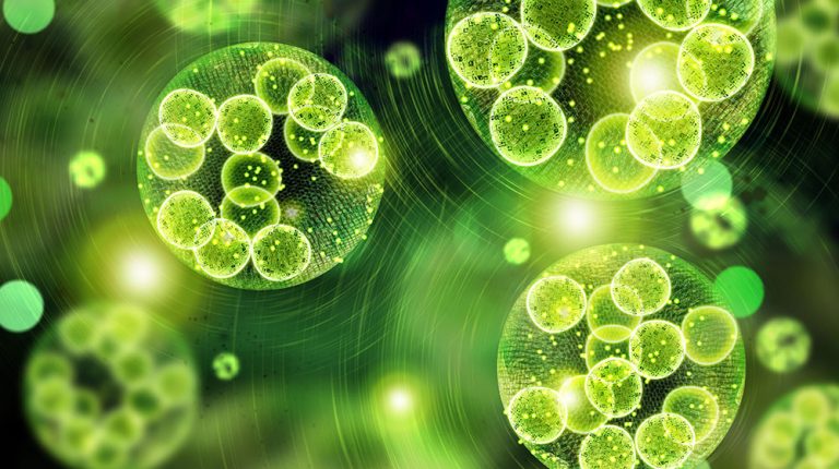 Bienfaits de la chlorophylle pour votre santé que vous devez connaître ...