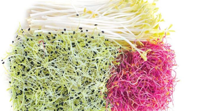 Conoce los diferentes brotes comestibles y sus propiedades