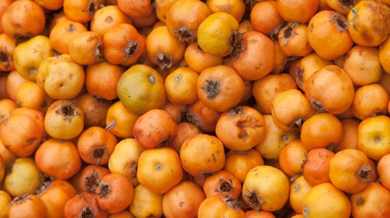 Beneficios del tejocote para aprovechar esta temporada