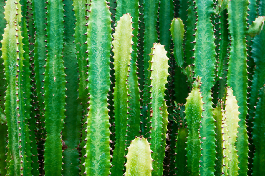 Los sabores ocultos de Tamaulipas | Recetas de Comida