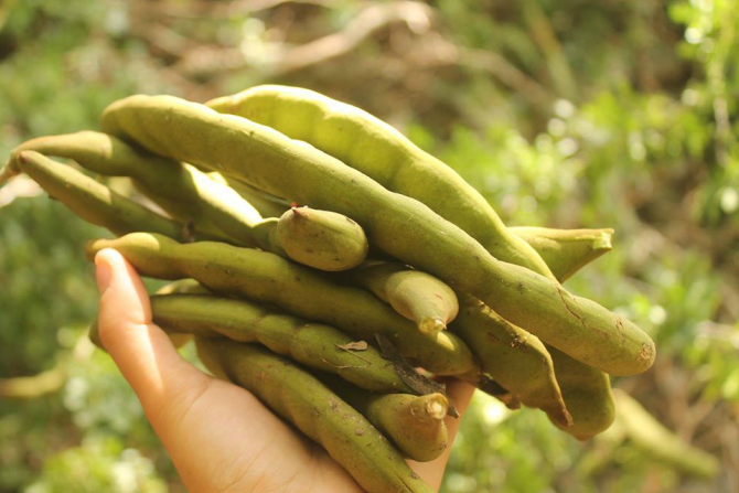Los sabores ocultos de Tamaulipas | Recetas de Comida