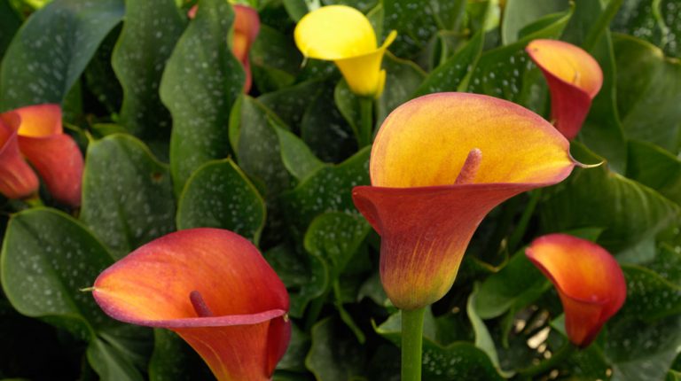 Consejos para cuidar correctamente tus alcatraces