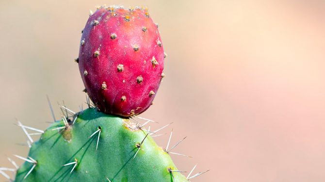 Tuna: descubre los beneficios de esta fruta mexicana