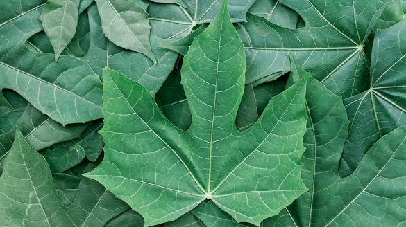 Te decimos todo sobre la chaya y sus grandes beneficios