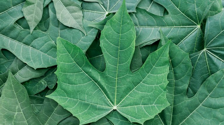 Te decimos todo sobre la chaya y sus grandes beneficios