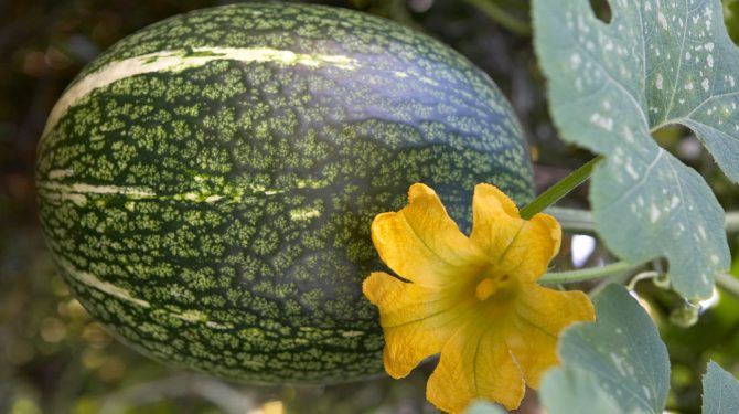 Chilacayote: descubre los beneficios de este fruto mexicano