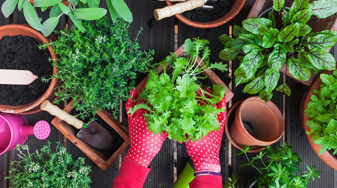 Tips para trasplantar de una maceta a otra tus plantas