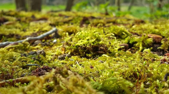 Haz crecer musgo en tu jardín, te decimos cómo lograrlo