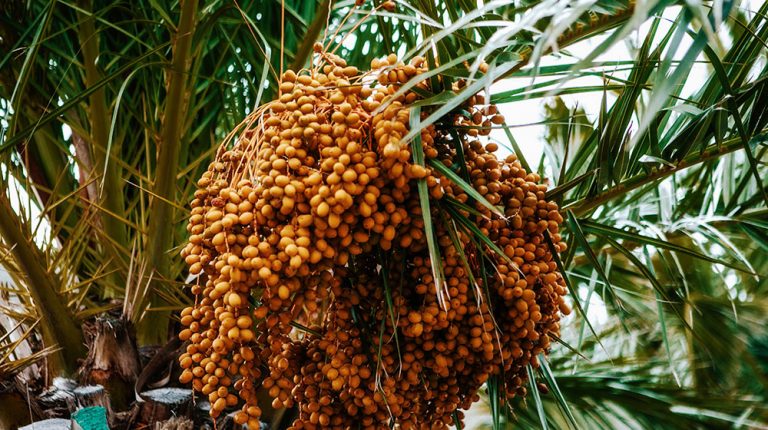 6 postres con dátiles para consentirte en esta temporada