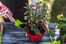 Tips para trasplantar de una maceta a otra tus plantas
