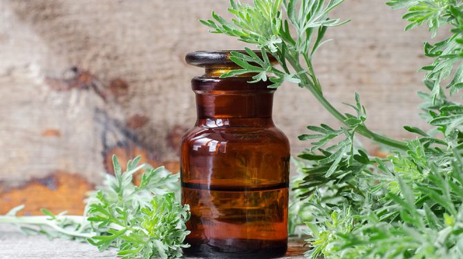 Ajenjo: conoces sus beneficios y aprende a prepararlo en té