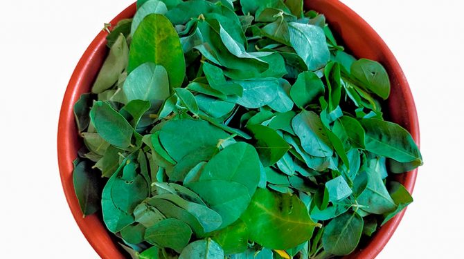 Chipilín: conoce por qué debes incluirlo en tus platillos