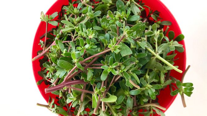 10 recetas con verdolagas saludables para toda la familia