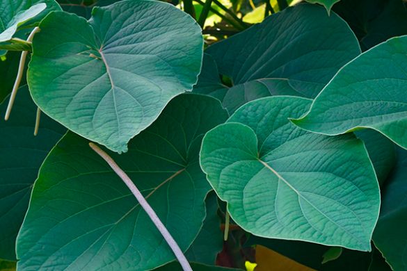 Hoja santa: conoce sus beneficios y aprende a prepararla en té