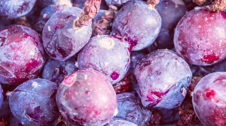 Garambullo: conoce los beneficios de esta fruta mexicana del desierto