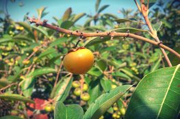 Nanche: descubre los beneficios de esta fruta de origen prehispánico