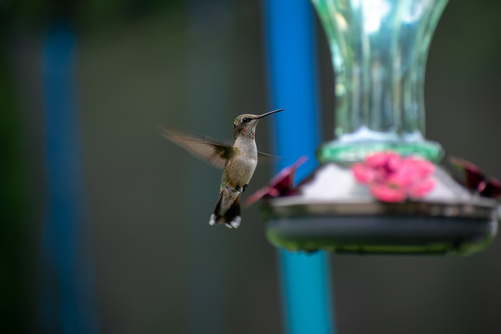 Cómo hacer un bebedero para colibríes de forma práctica paso a paso