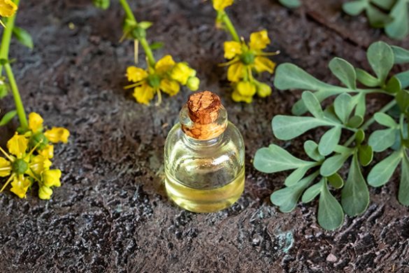 Te de ruda: conoce todos los beneficios de esta bebida