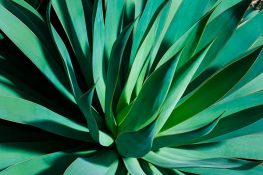 Beneficios del pulque, la bebida que nos regalaron los dioses