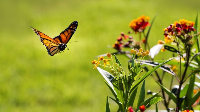 Mariposas: plantas y flores para atraerlas a tu jardín