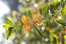 Para que sirve el muicle: conoce sus propiedades medicinales