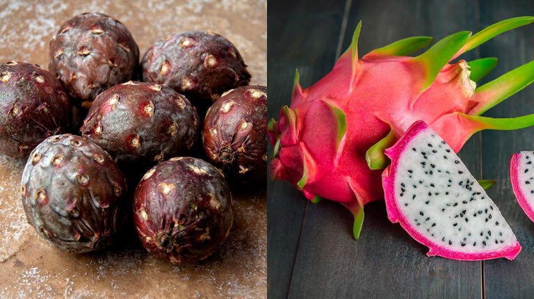 Arbol de pitaya mexicana: conoce su diferencia entre la pitahaya