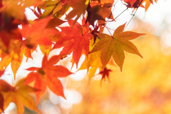 Miel de maple: de qué está hecha y qué tan saludable es