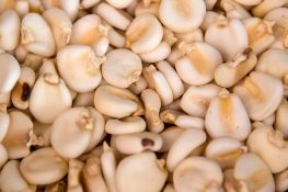 Maíz cacahuazintle: cómo lavarlo para que en el pozole no quede duro