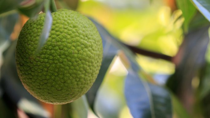 Yaca: conoce las propiedades y beneficios de esta fruta exótica