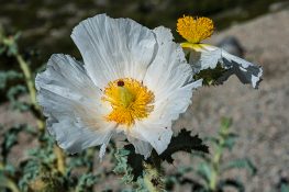 Chicalote: conoce los beneficios de esta planta como remedio natural
