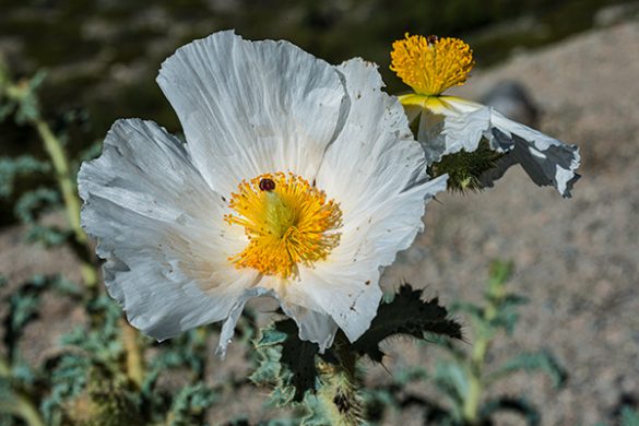 Chicalote: conoce los beneficios de esta planta como remedio natural