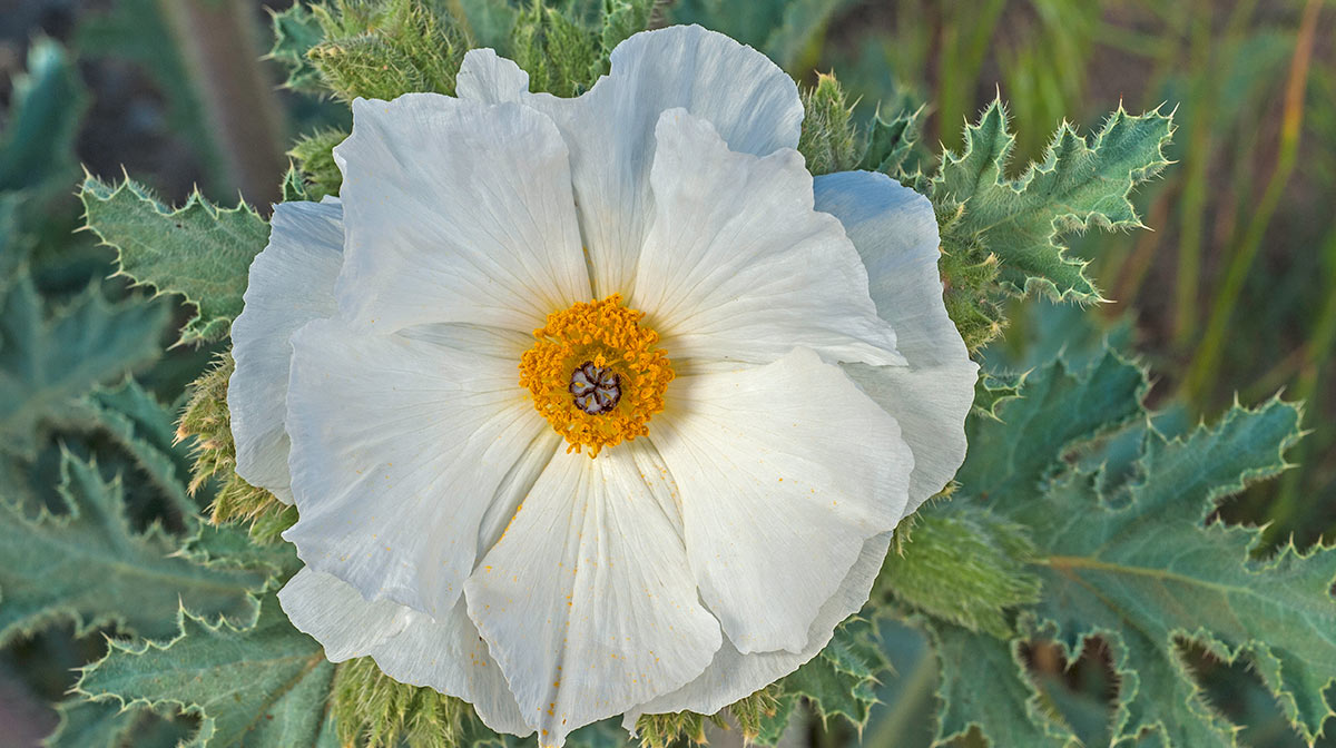 Chicalote: conoce los beneficios de esta planta como remedio natural