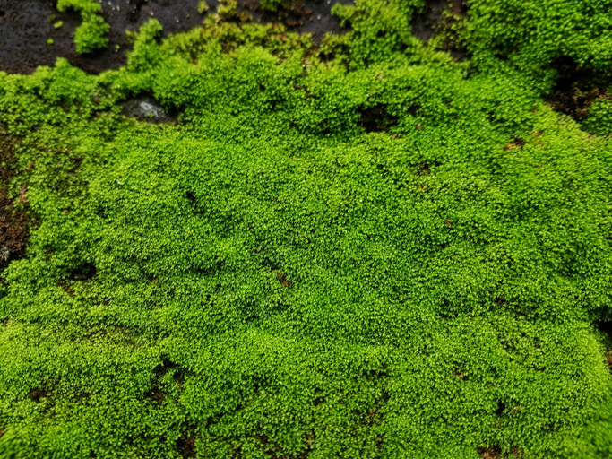 Cómo sustituir el musgo del nacimiento con productos caseros