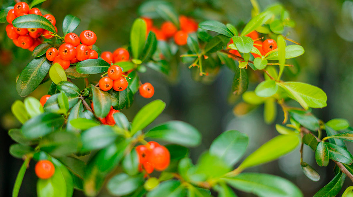 Pingüica: conoce sus propiedades y beneficios para la salud