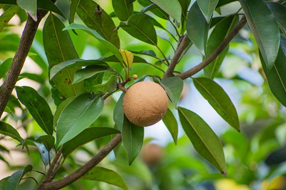 De dónde proviene el chicle y sus diferencias con la goma de mascar