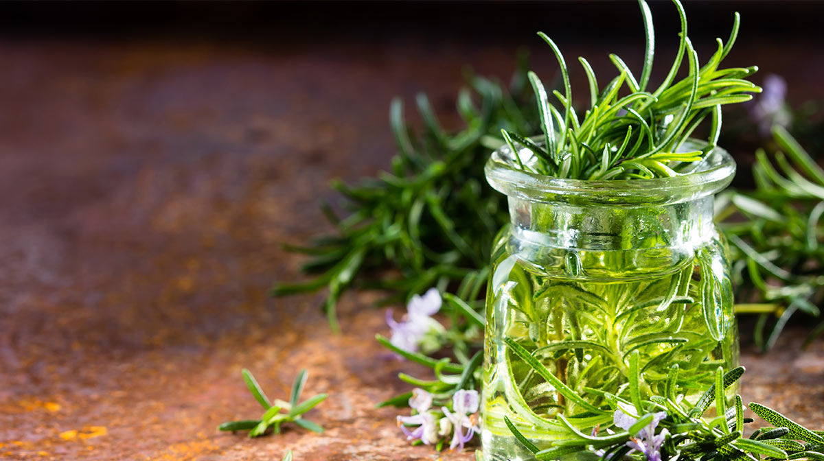 Planta de romero: aprende a reproducirlo en agua con una sola ramita
