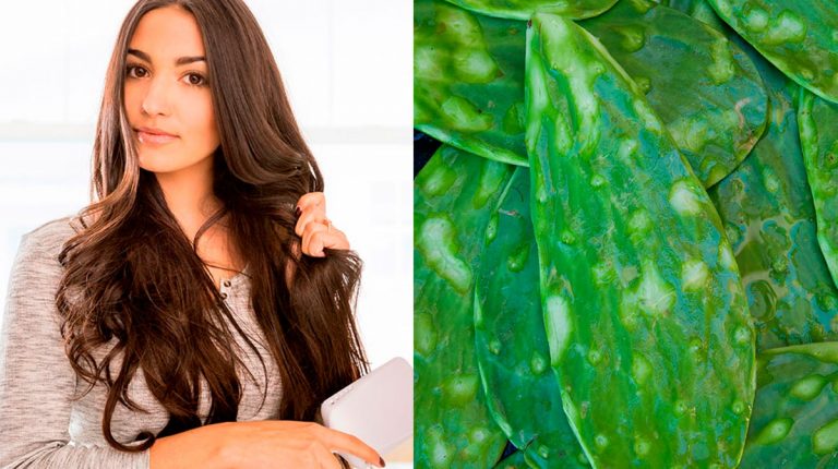 Baba de nopal para tu cabello y fortalecerlo de la raíz a la punta
