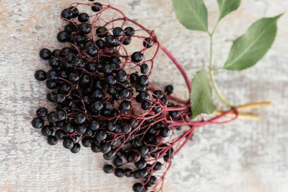 Saúco: conoce sus beneficios para las vías respiratorias