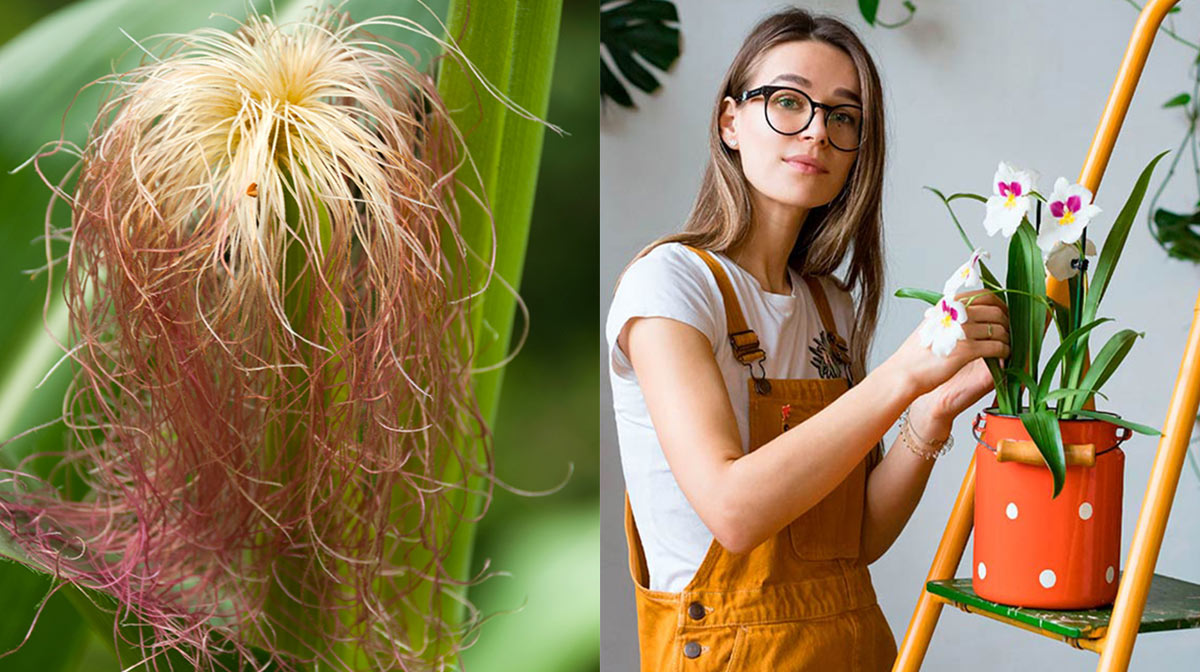Para qué sirve el pelo de elote: utilízalo en tu jardín