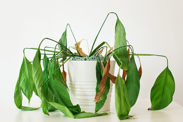 Fertilizante natural de frijol para revivir tus plantas marchitas