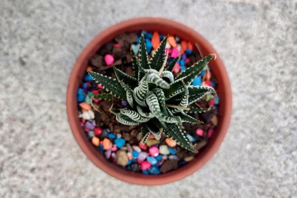 Suculenta cebra: estos son los cuidados que necesita