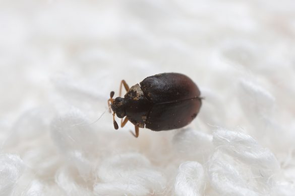 Corucos: te decimos cómo eliminarlos de tu hogar y tus aves