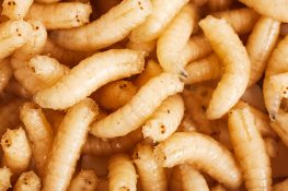 Gusanos blancos en el bote de basura: cómo evitar que aparezcan