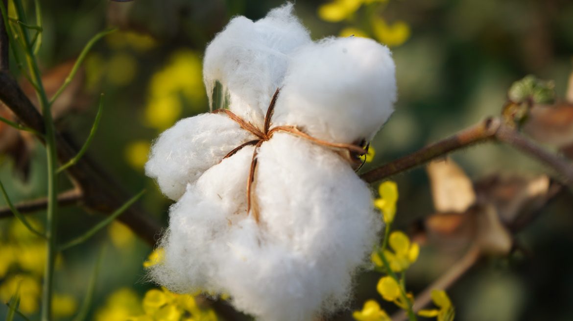 Algodón para las plantas: cómo usarlo en tu jardín y sus beneficios