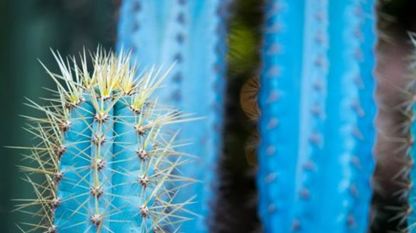 Cactus azul: conoce esta hermosa cactácea y los cuidados que necesita