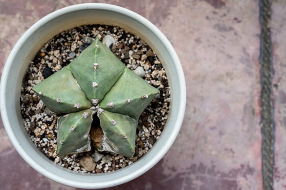 Cactus estrella: te decimos qué cuidados necesita para que florezca