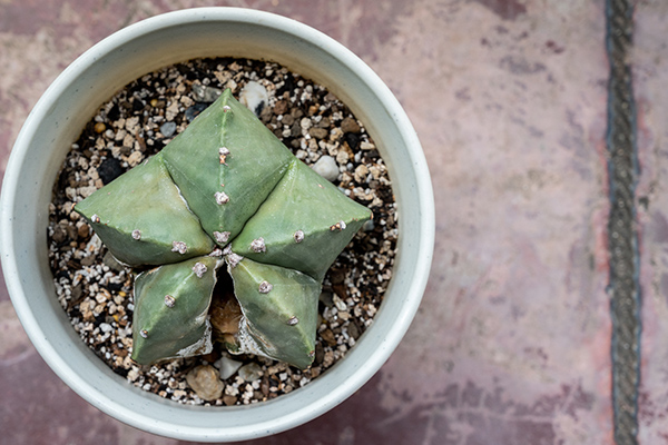 Cactus estrella: te decimos qué cuidados necesita para que florezca